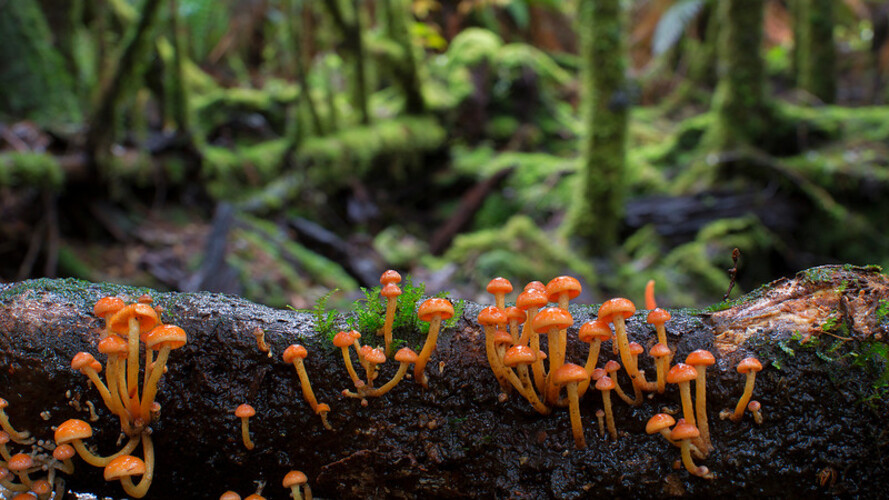 Cogumelo mágicos, psilocybe cubensis, magic mushroom